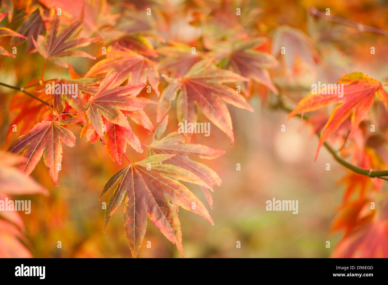Acer palmatum 'Sharon', Japanese Maple, in autumn Stock Photo - Alamy