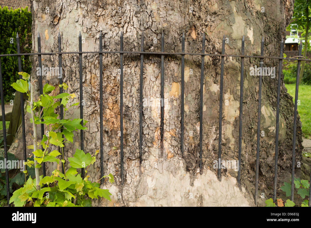 A tree trunk that has grown through the metal railings of a fence Stock ...