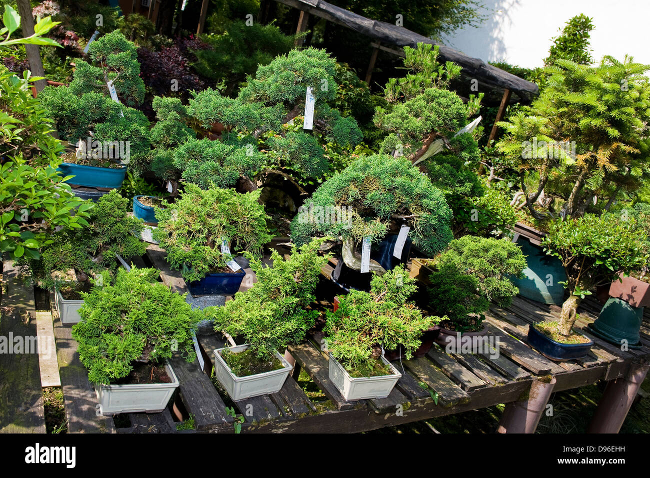 Italy, Milan, Alberto Bergamini bonsai nurseryman Stock Photo - Alamy