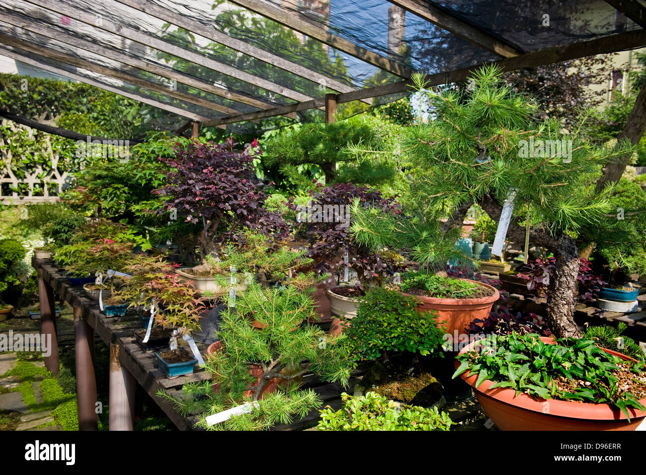 Italy, Milan, Alberto Bergamini bonsai nurseryman Stock Photo - Alamy