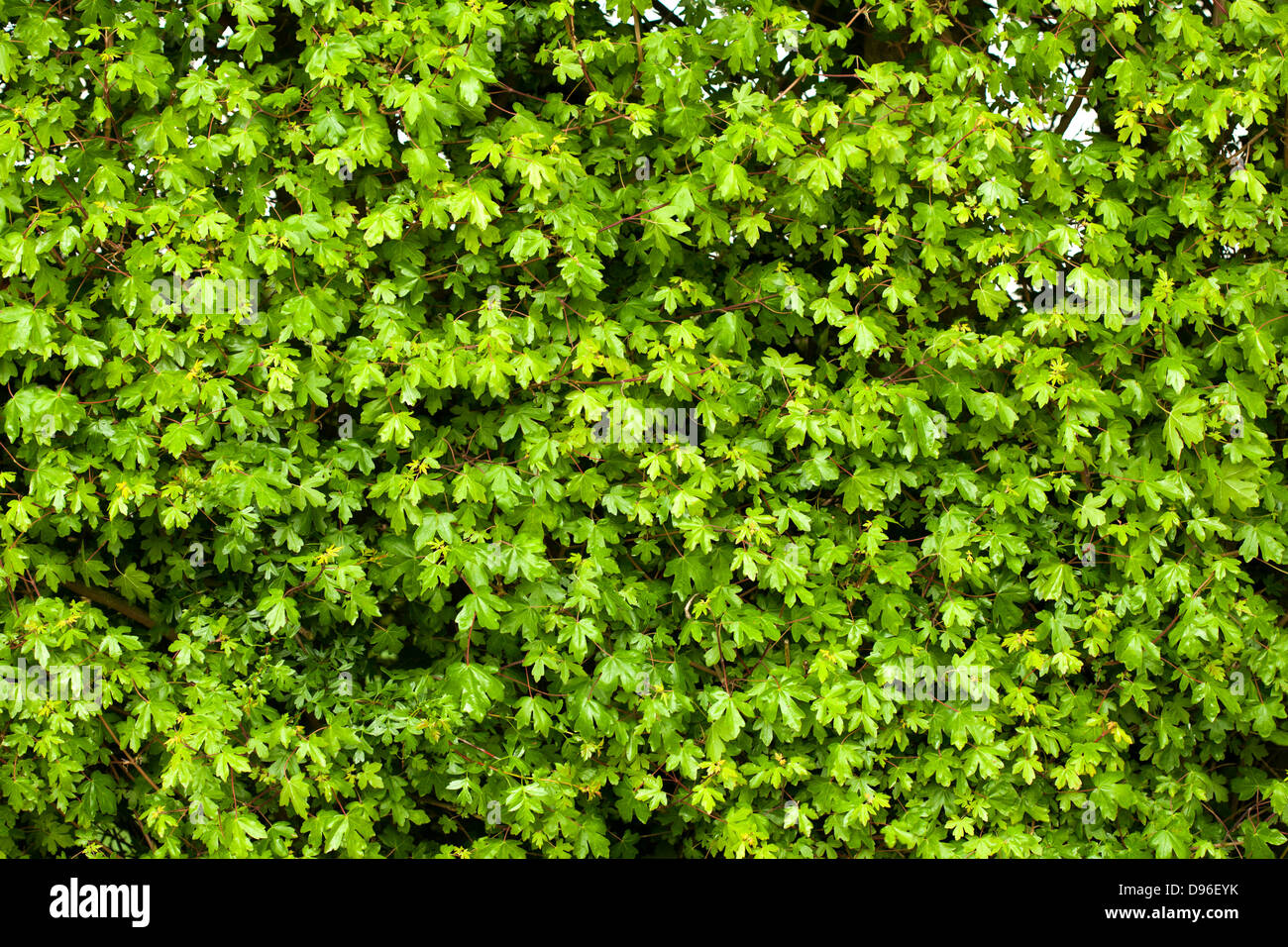 Hawthorn tree leaves hi-res stock photography and images - Alamy