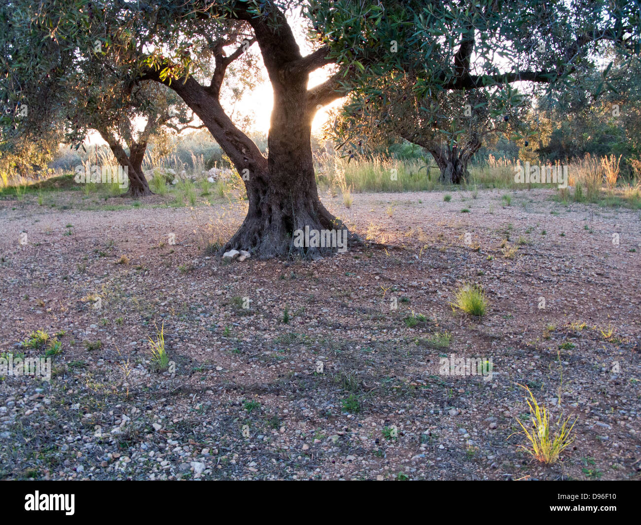 Oil tree hi-res stock photography and images - Alamy