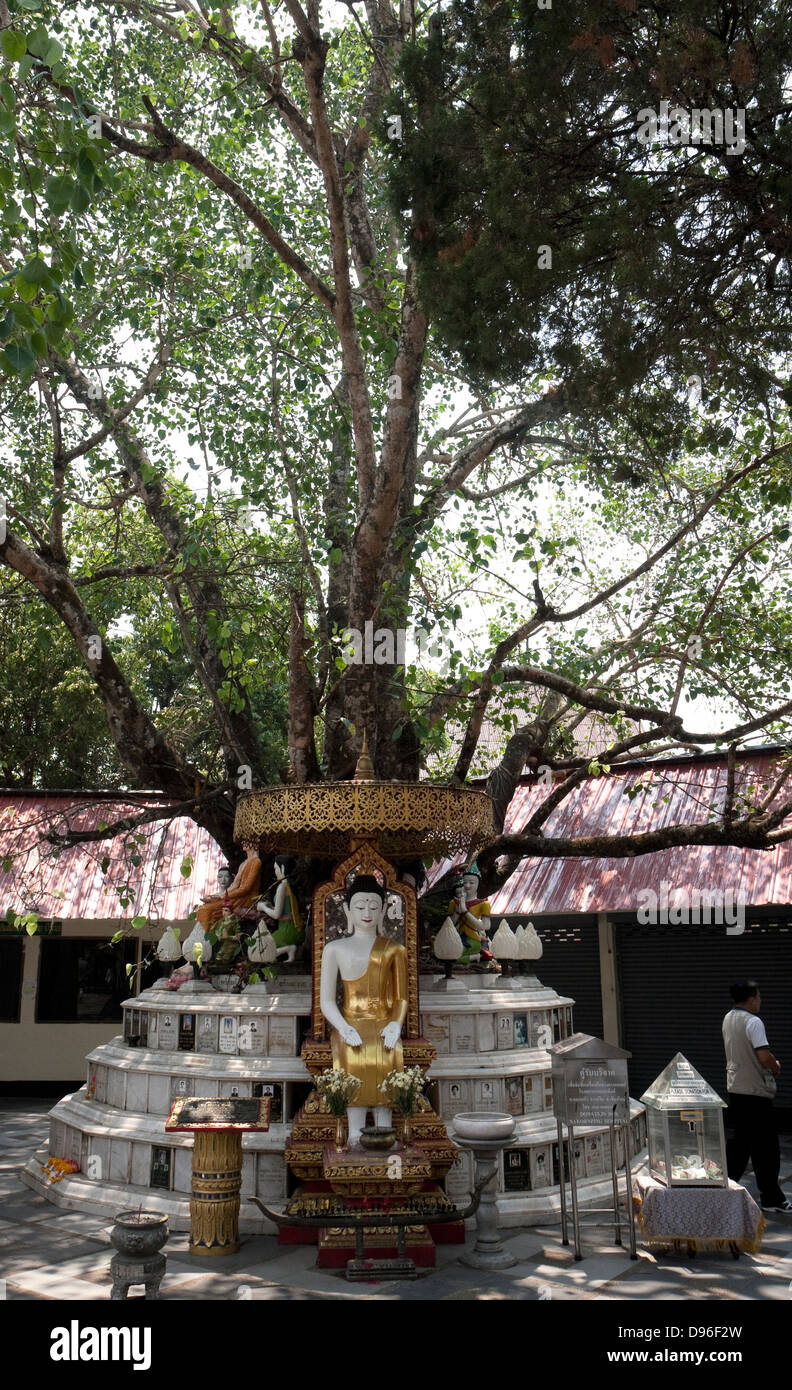Buddha under tree hi-res stock photography and images - Alamy