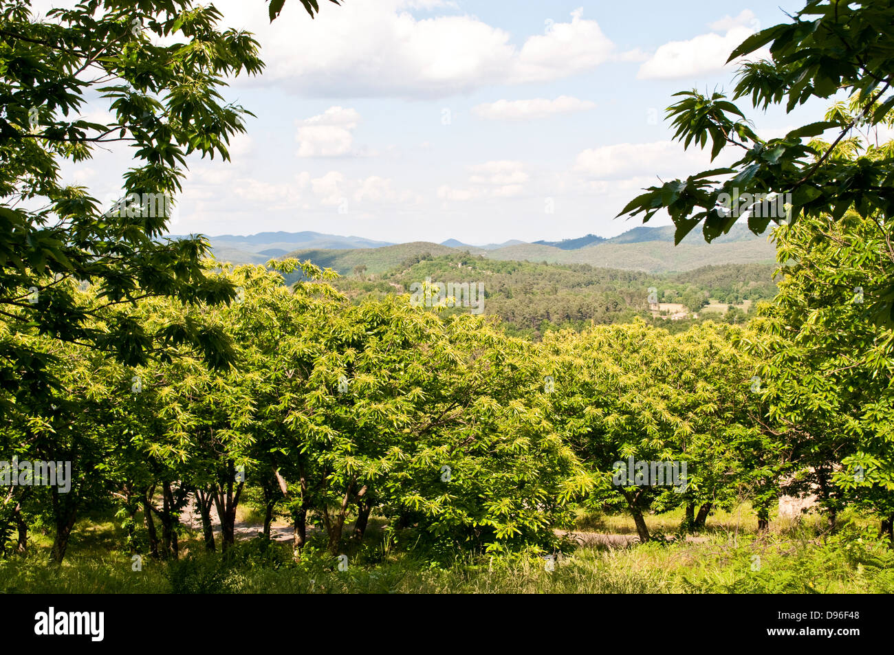 Sweet chestnut trees hi-res stock photography and images - Alamy