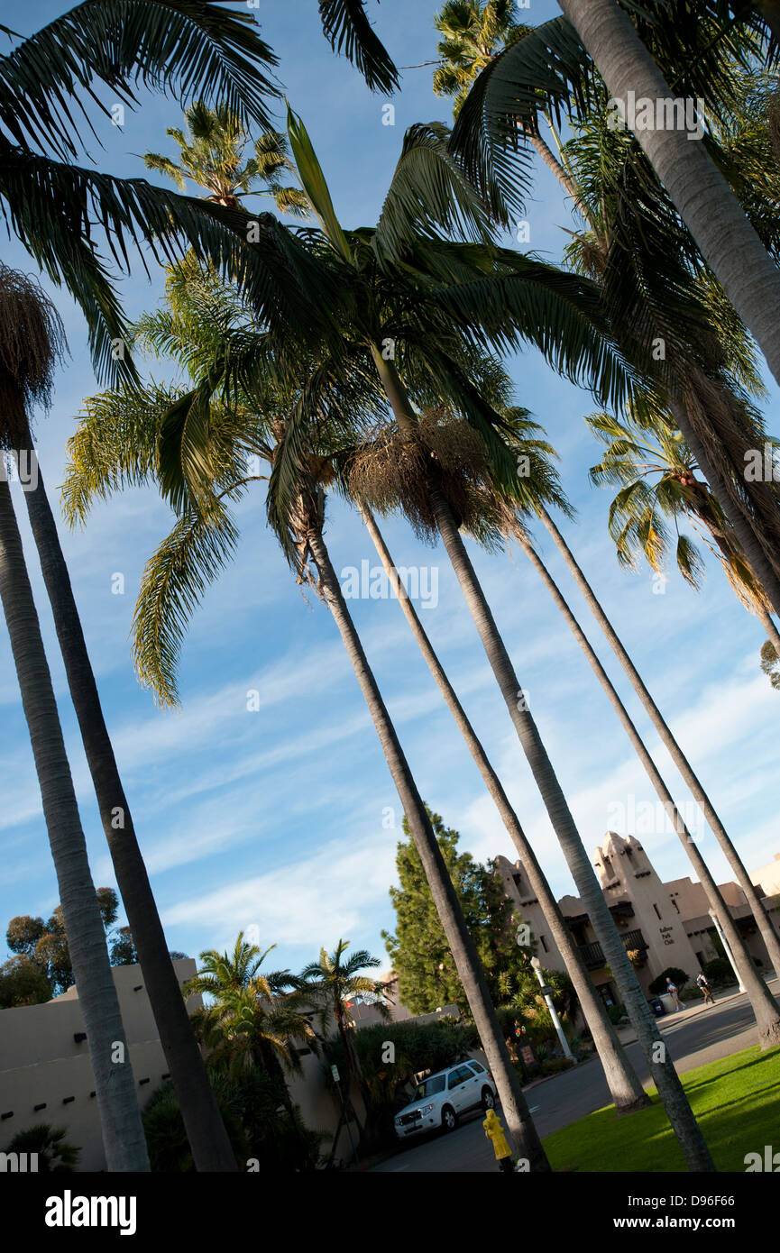 Balboa tree hi-res stock photography and images - Alamy