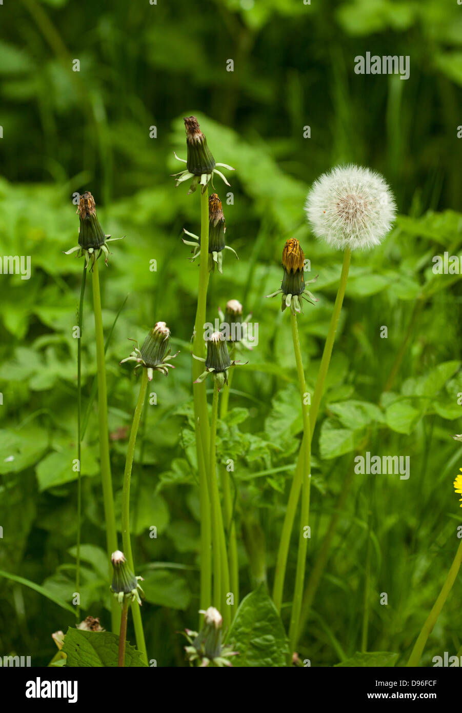 Goats beard weed hi-res stock photography and images - Alamy