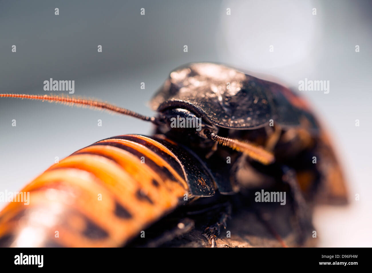 Zoomed view of madagascar bug climb over another Stock Photo - Alamy