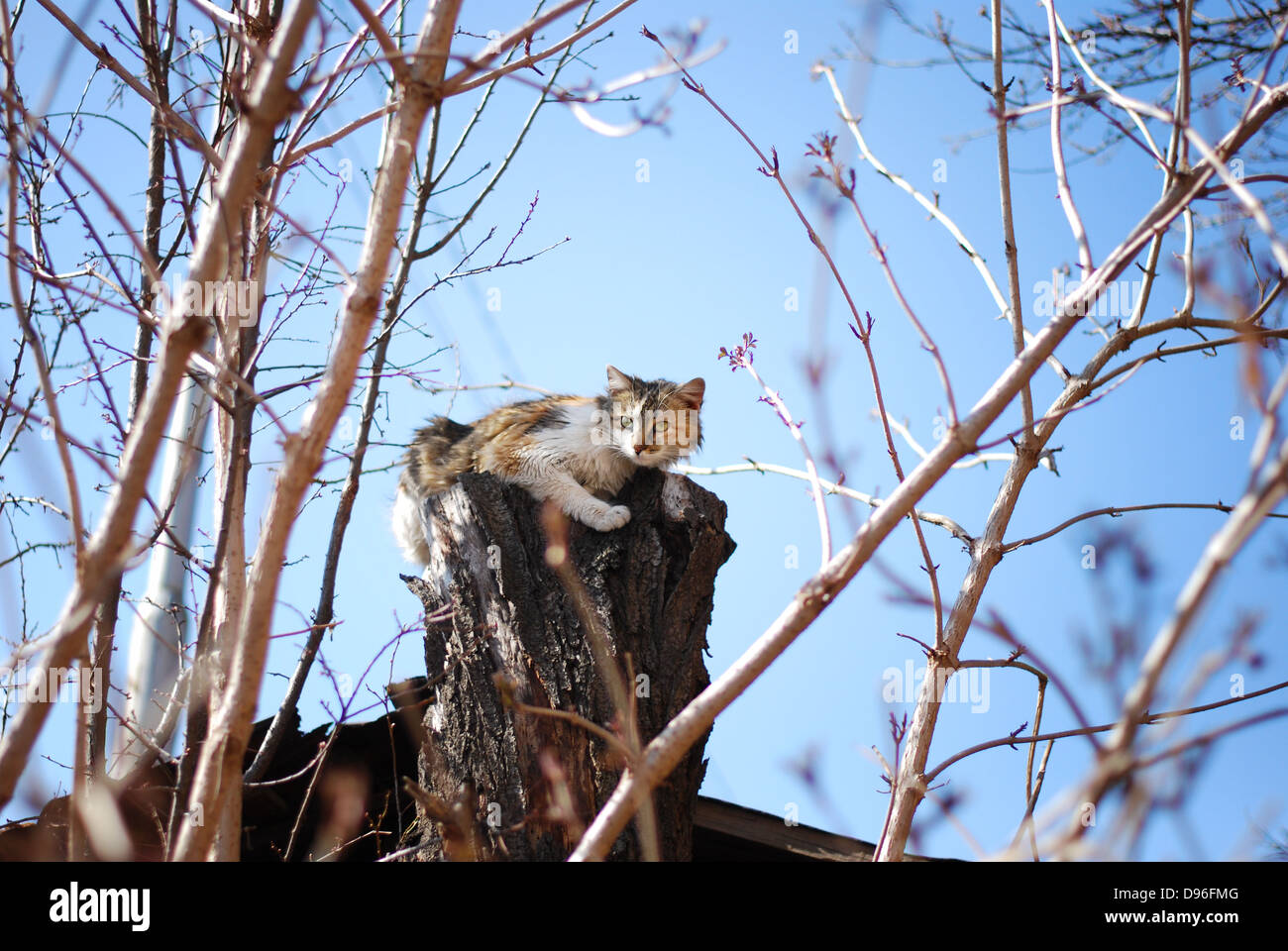 cat on a tree Stock Photo - Alamy