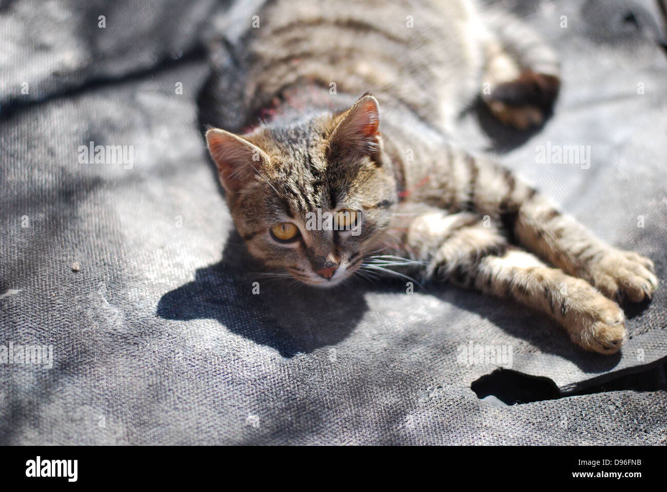 Portrait small yellow cat hi-res stock photography and images - Alamy