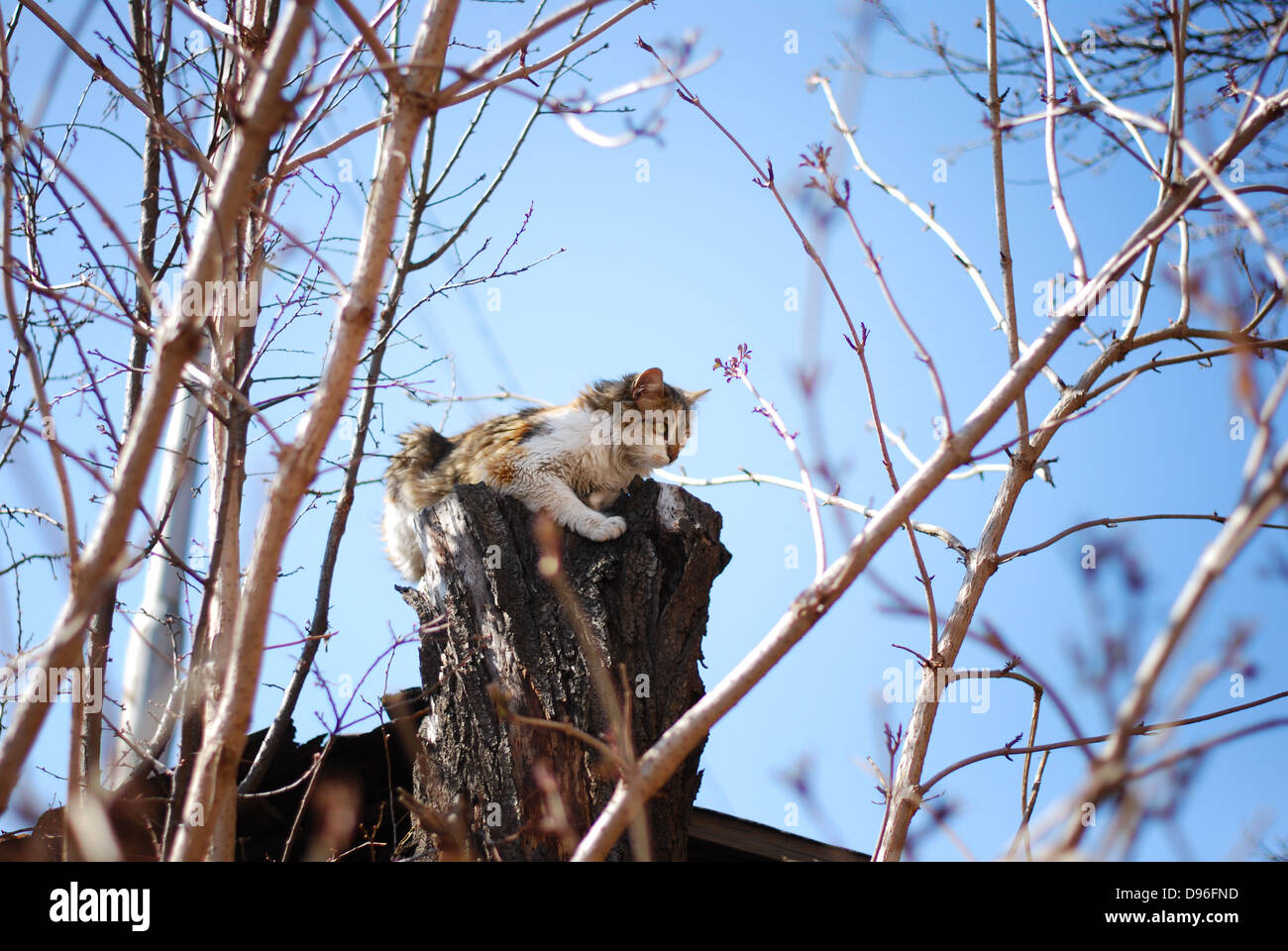 cat on a tree Stock Photo - Alamy
