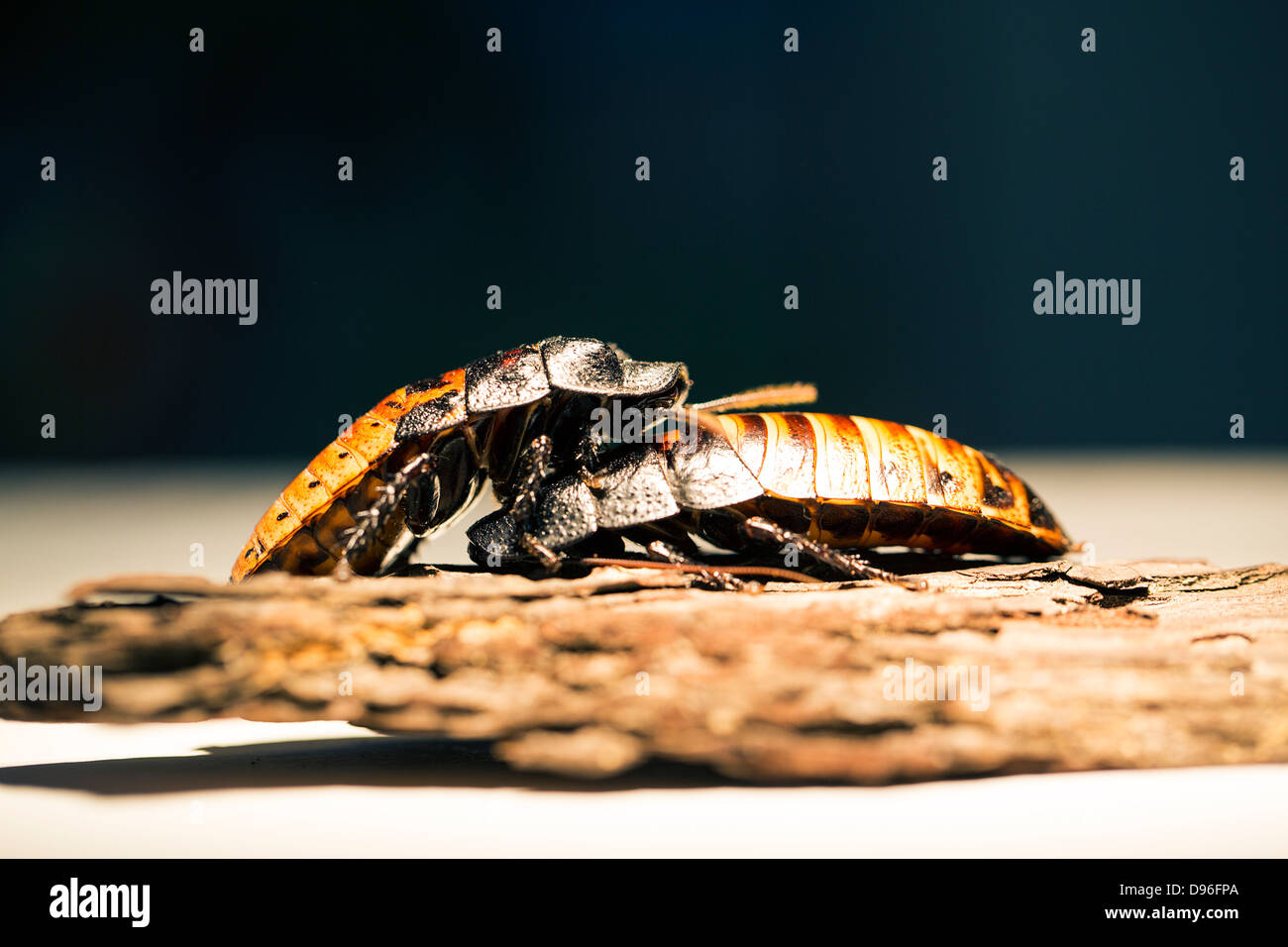 Side view of madagascar bug climb over another Stock Photo - Alamy