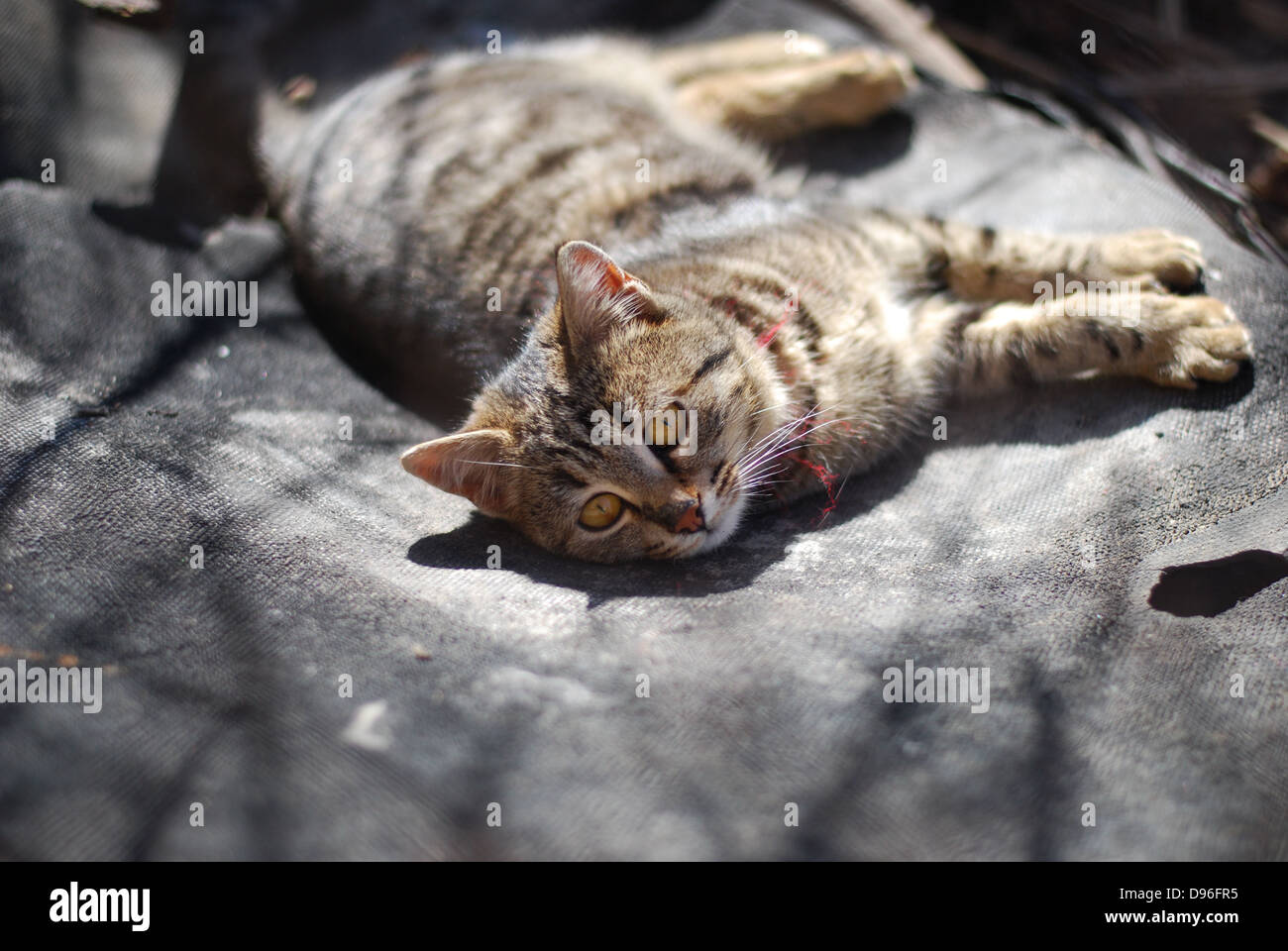Portrait small yellow cat hi-res stock photography and images - Alamy