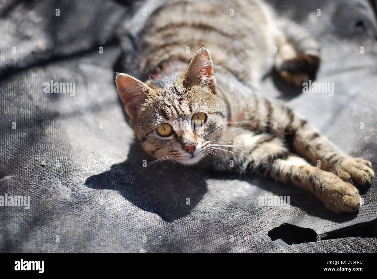Portrait small yellow cat hi-res stock photography and images - Alamy