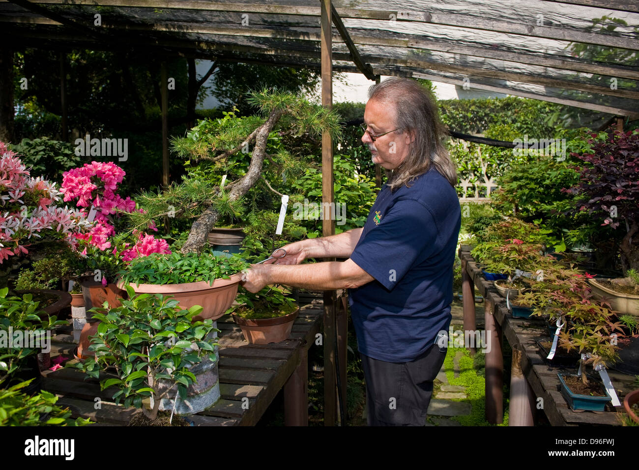 Italy, Milan, Alberto Bergamini bonsai nurseryman Stock Photo - Alamy