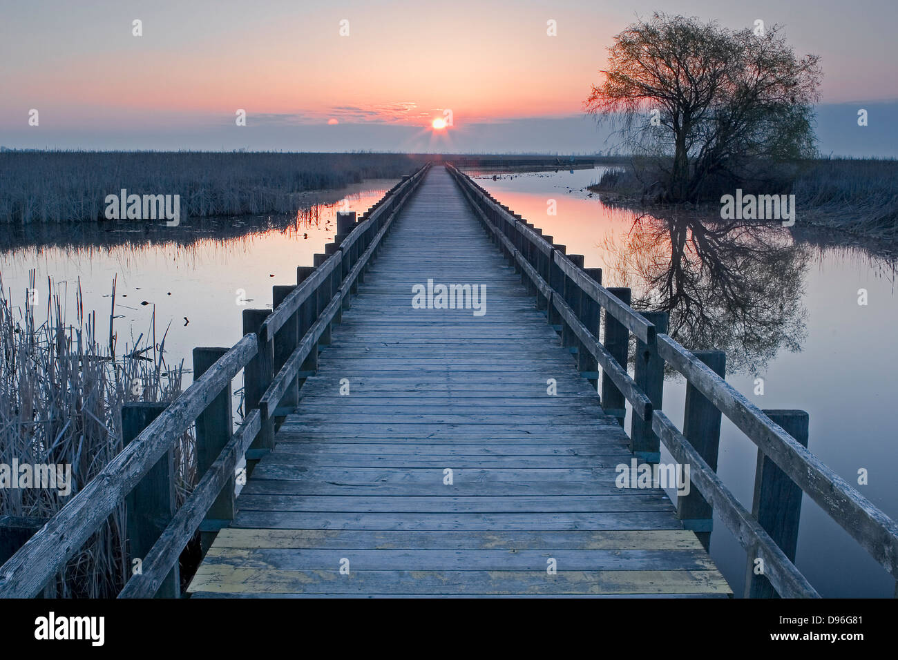 The marsh boardwalk at Point Pelee Park in Canada at sunrise Stock ...