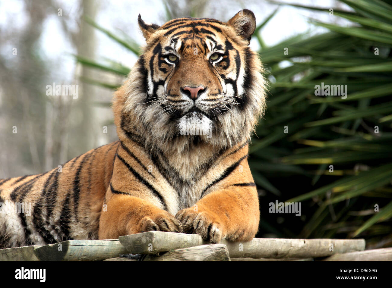 Tiger looking at the photographer Stock Photo - Alamy