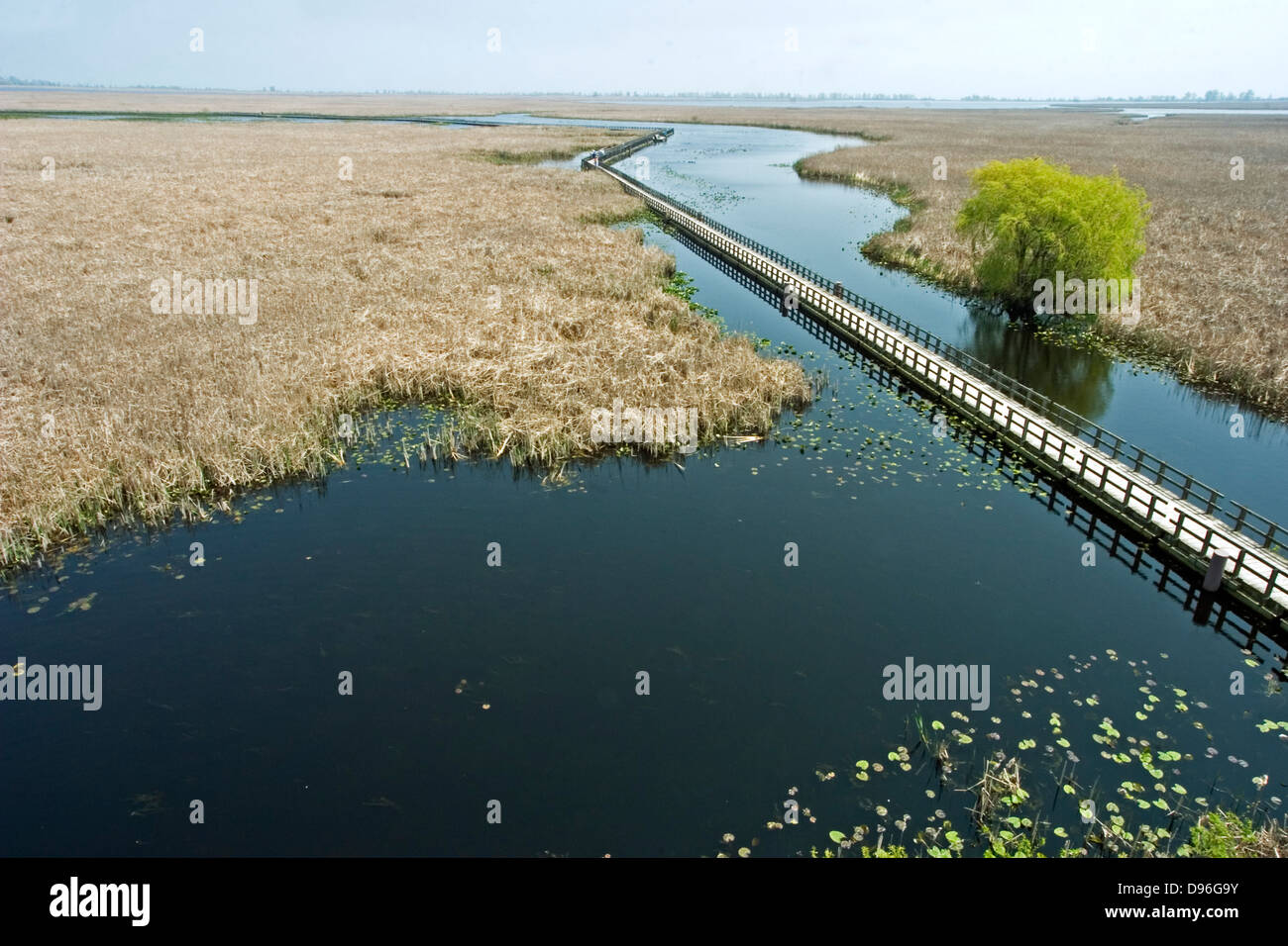 Grass in marsh at point pelee hi-res stock photography and images - Alamy