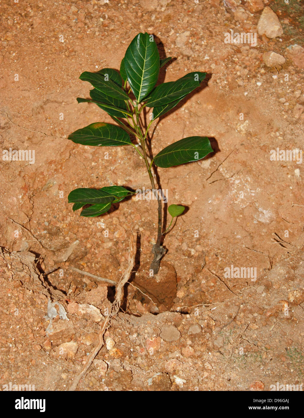 Save soil hi-res stock photography and images - Alamy