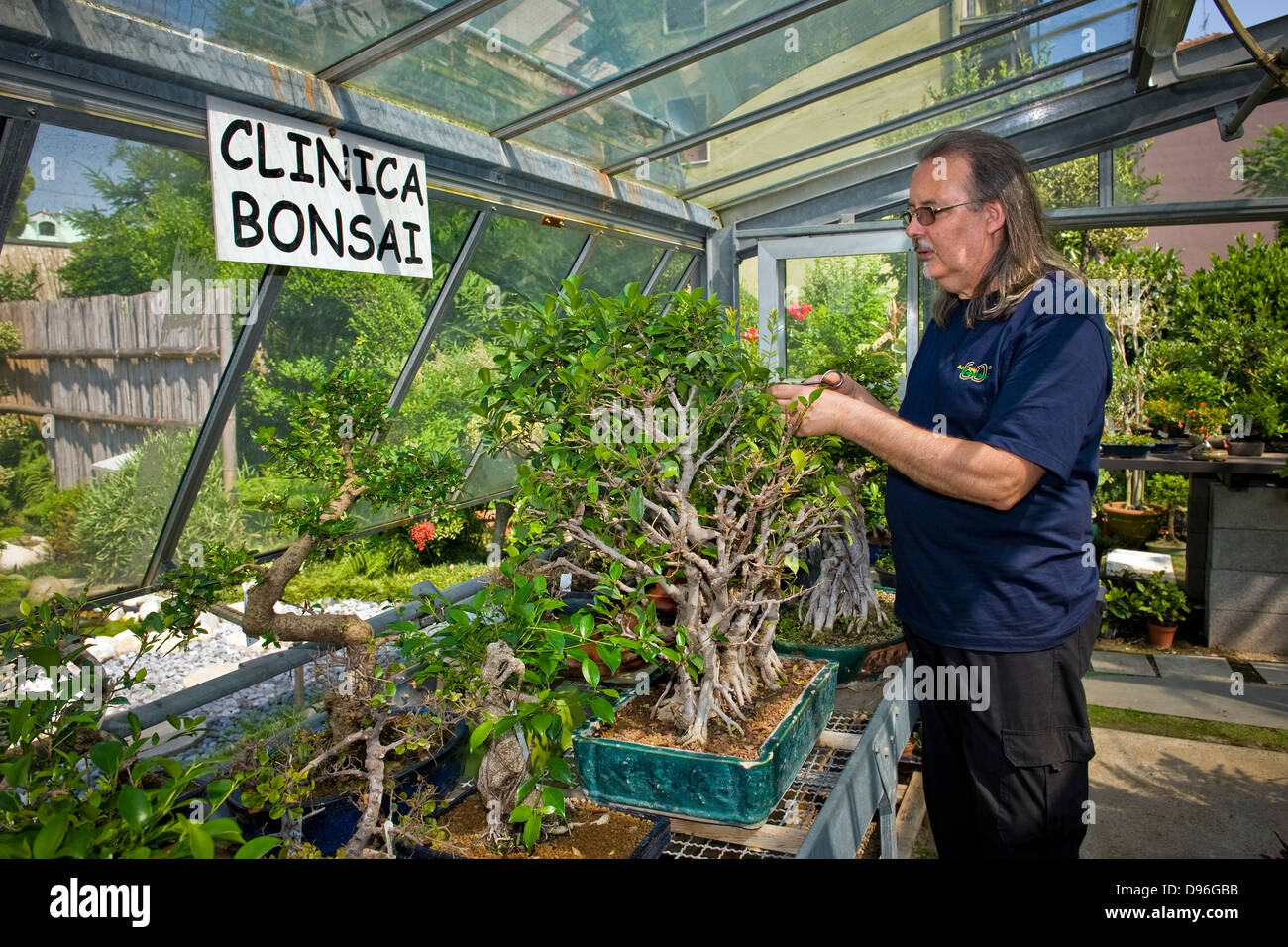Italy, Milan, Alberto Bergamini bonsai nurseryman Stock Photo - Alamy