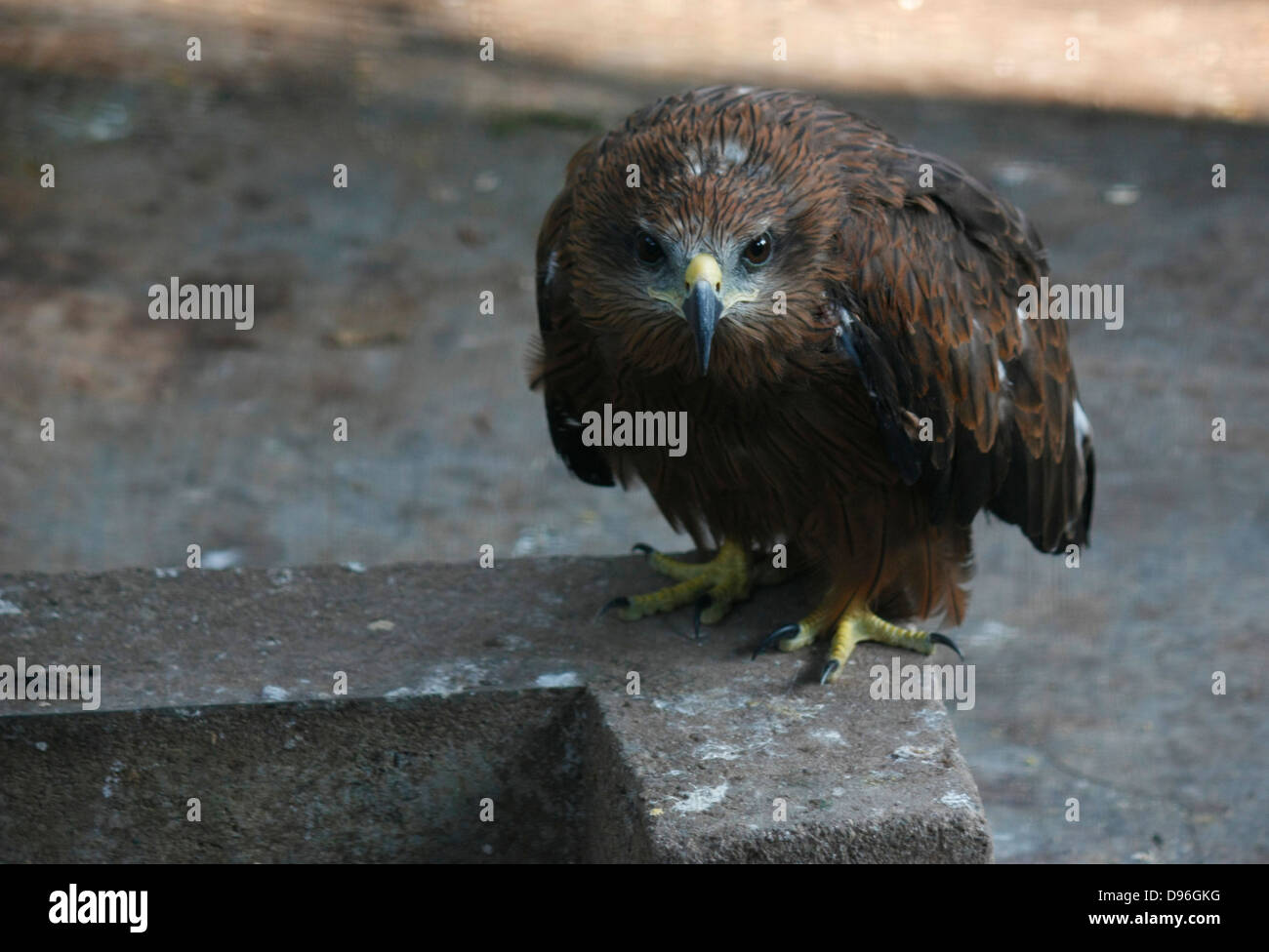 Indian spotted eagle hi-res stock photography and images - Alamy