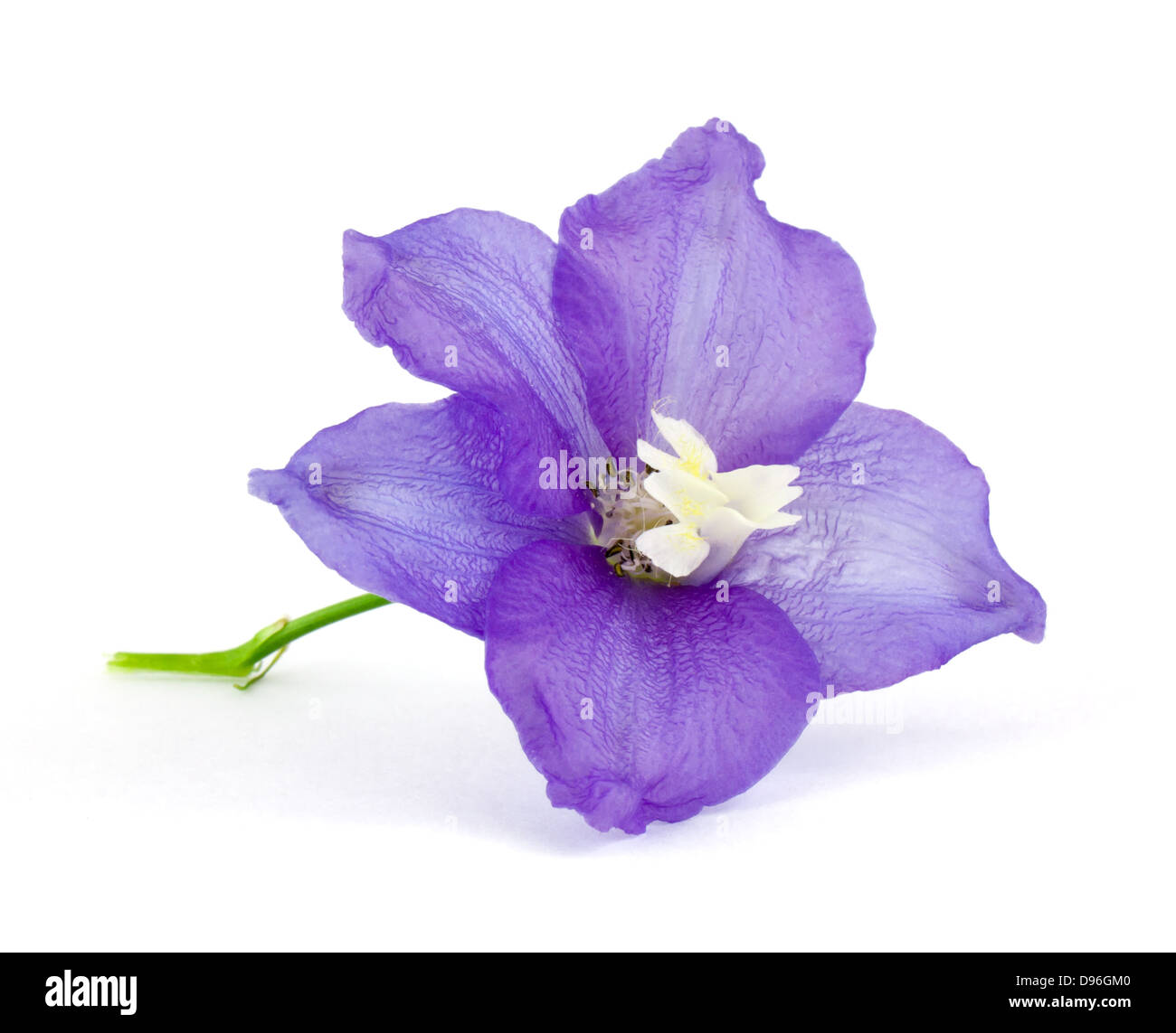 Delphinium flower blooming beautiful Cut Out Stock Images & Pictures ...