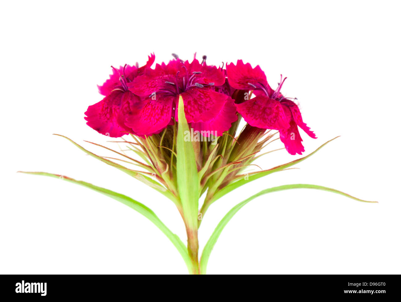 Red flower isolated on white background Stock Photo - Alamy