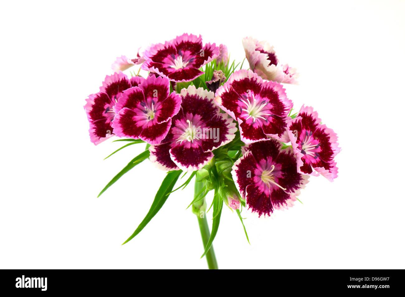 Red flower isolated on white background Stock Photo - Alamy