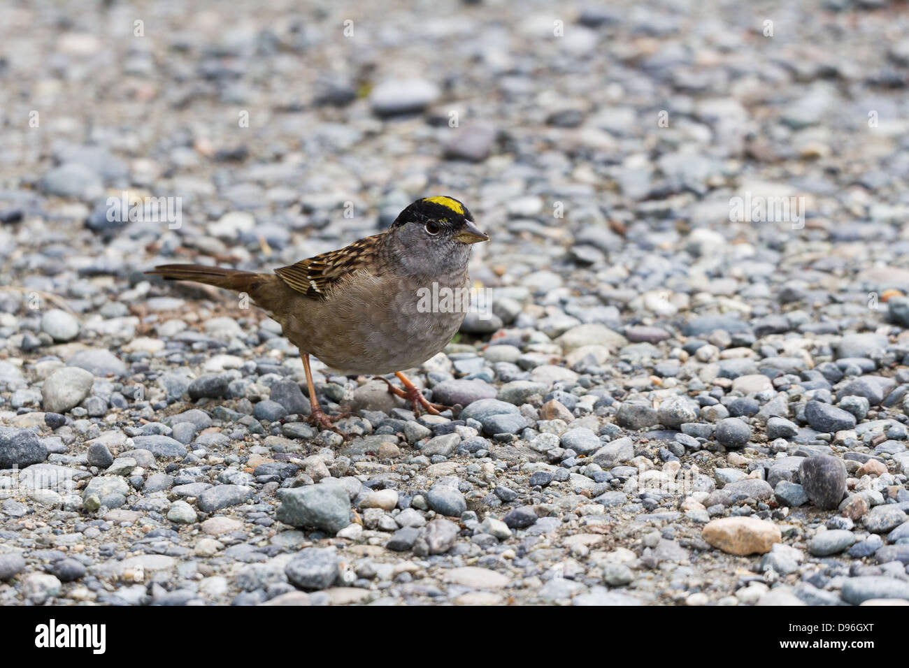 Golden-crowned Sparrow close up shot, BC Canada Stock Photo - Alamy