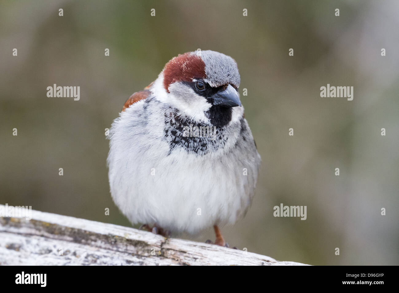 Brown house sparrow bird hi-res stock photography and images - Alamy
