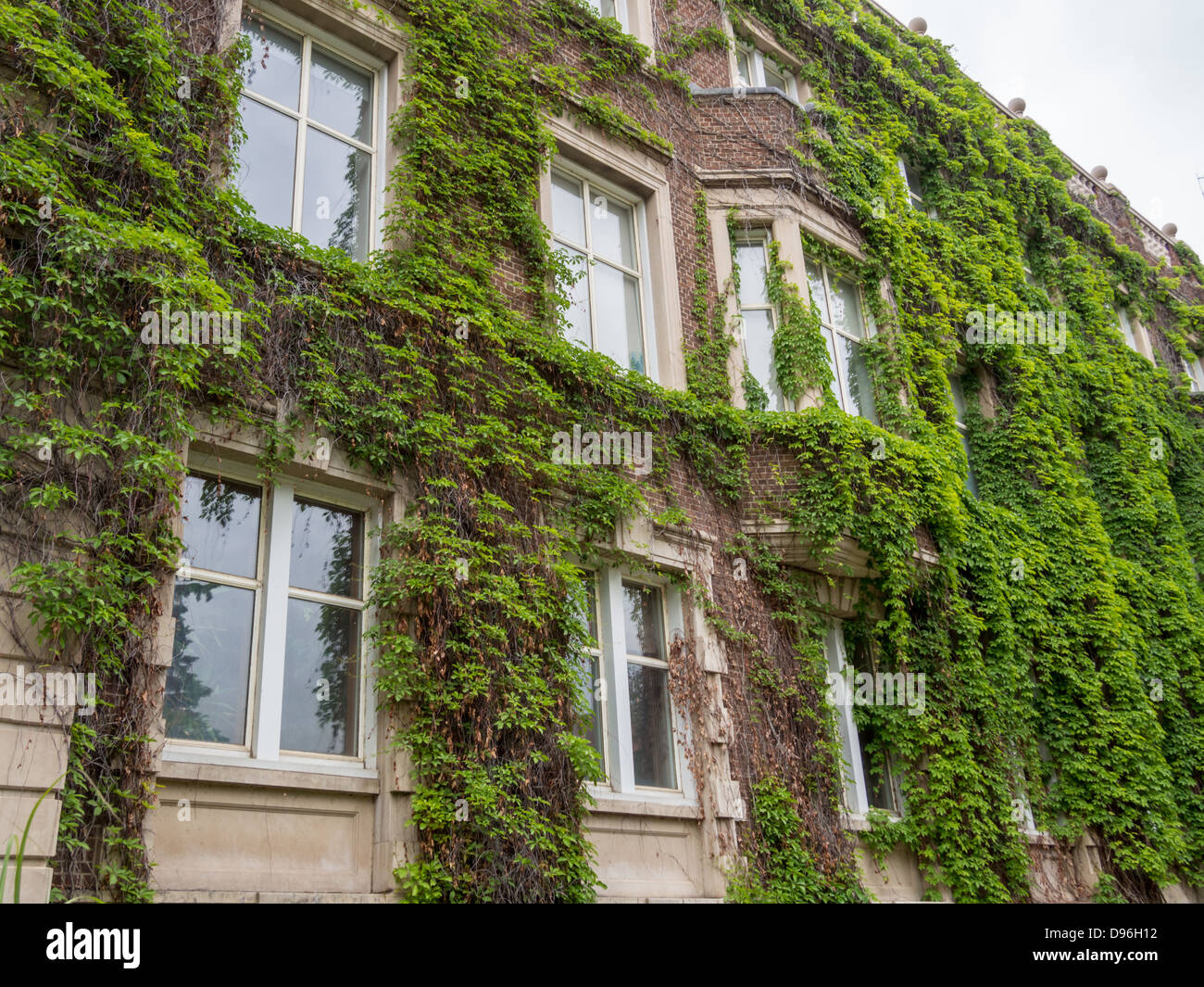 building wall covered with climbing vine Stock Photo - Alamy building wall covered with climbing vine Stock Photo - Alamy