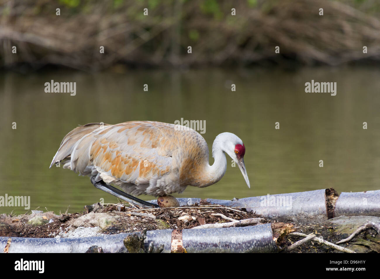 Nesting crane at nest hi-res stock photography and images - Alamy