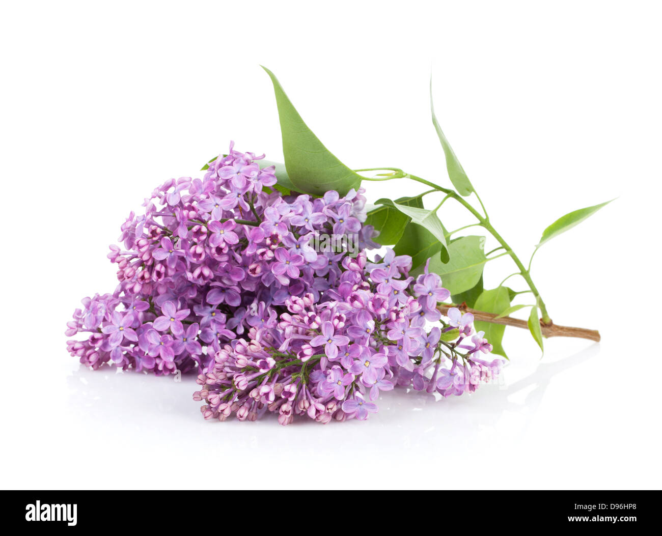 Lilac branch. Isolated on white background Stock Photo - Alamy