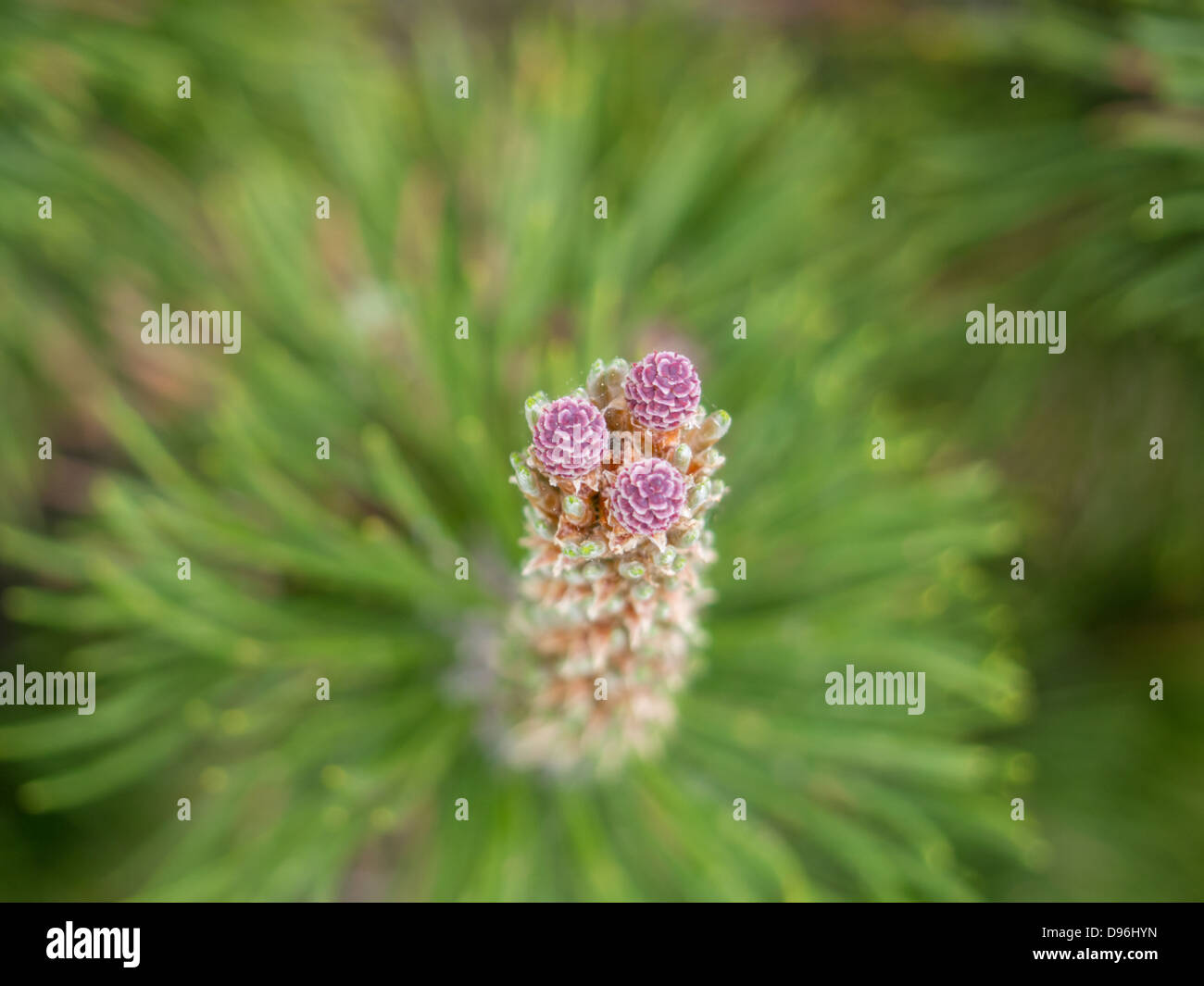 Purple pine cones hi-res stock photography and images - Alamy