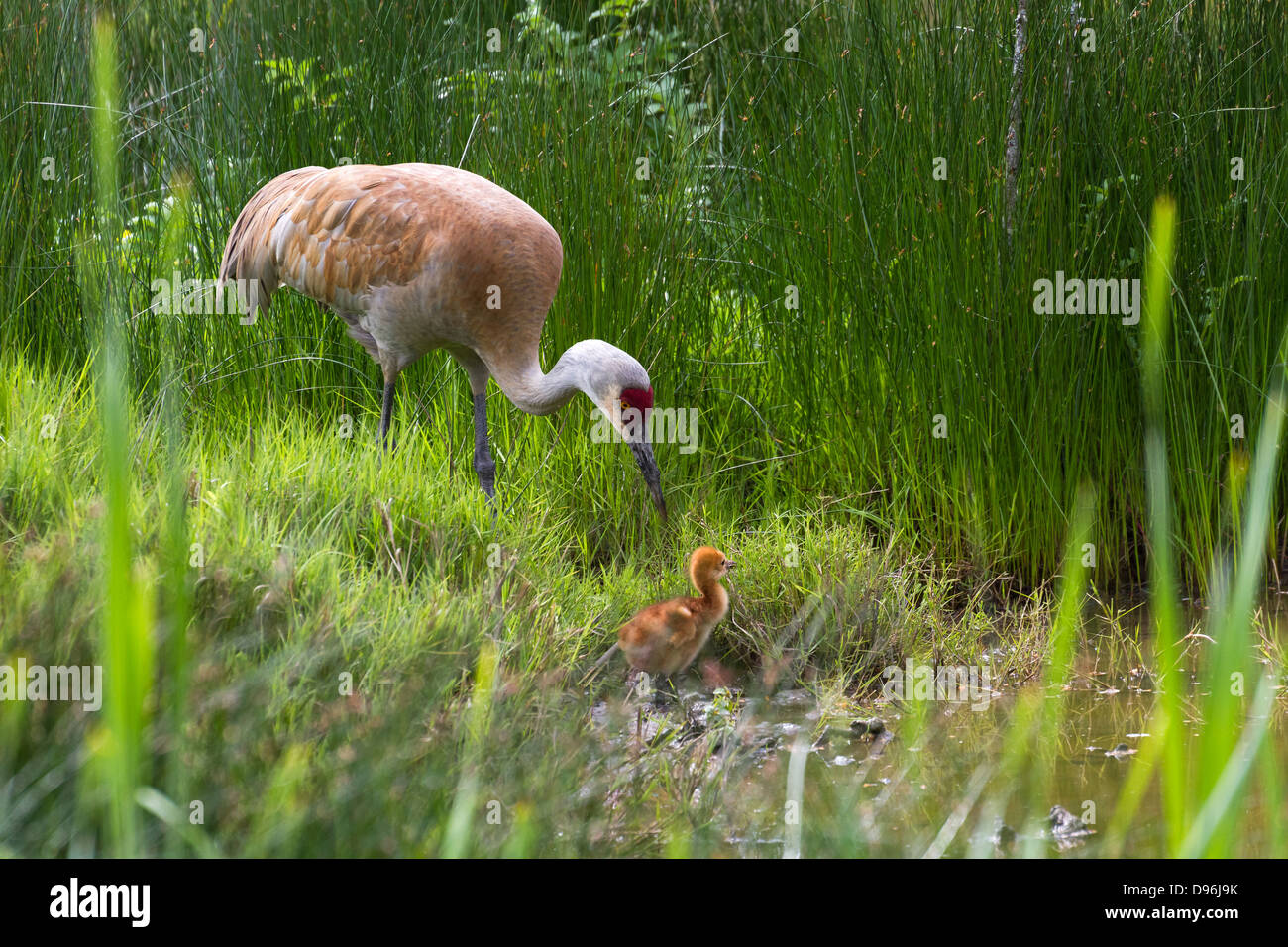 Baby crane hi-res stock photography and images - Alamy