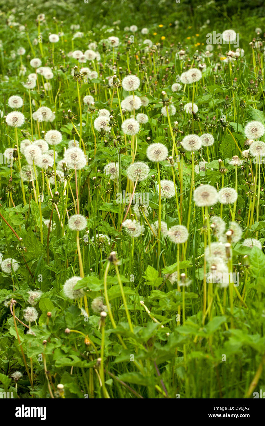 Field of Dandelion seed heads Stock Photo - Alamy