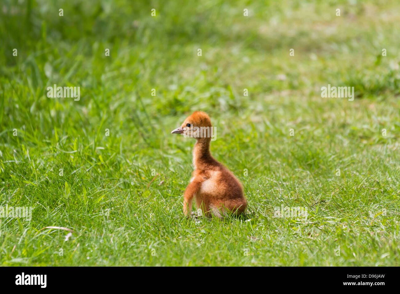 Crane baby hi-res stock photography and images - Alamy