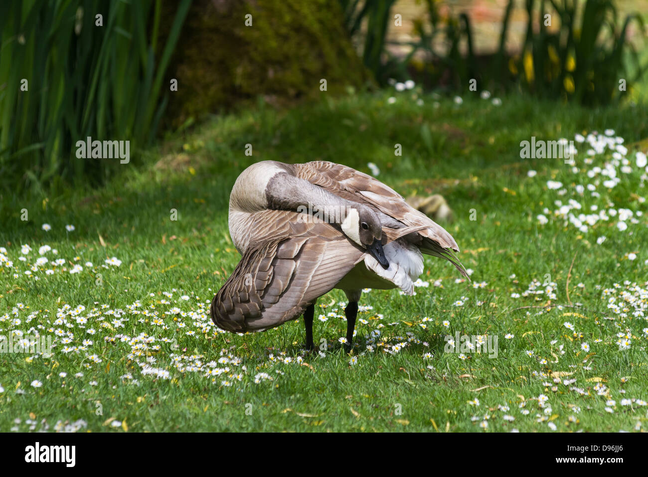 Leucistic bird hi-res stock photography and images - Alamy