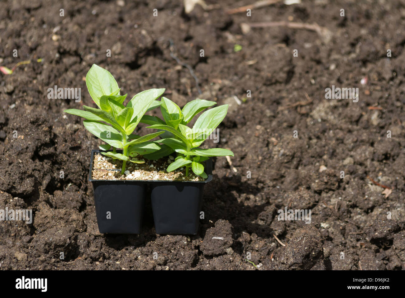 Flower Seedling and dirt for background Stock Photo - Alamy