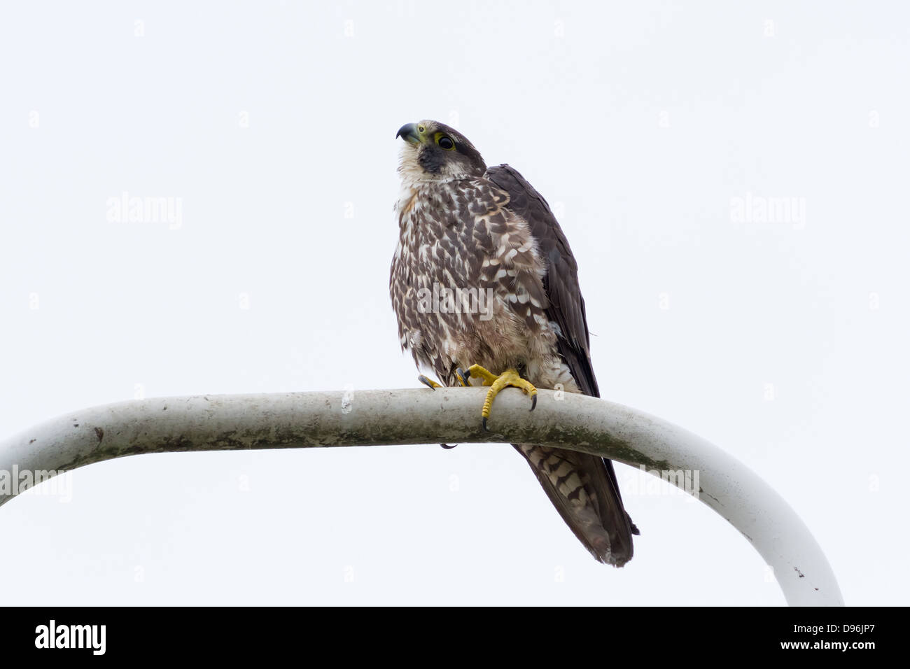 Peregrine Falcom, bird of prey Stock Photo - Alamy