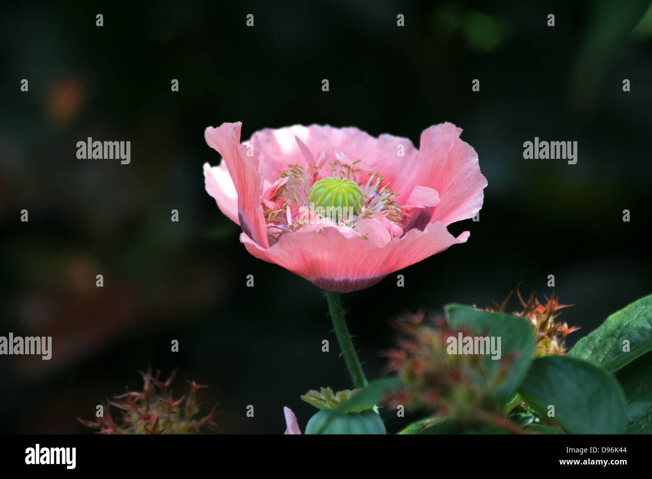 Poppy, Peachy/Pink Poppies in afternoon sunlight Stock Photo - Alamy
