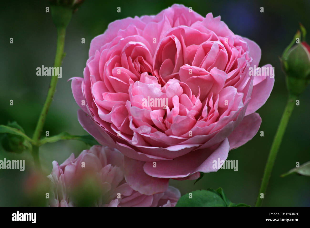 Double roses hi-res stock photography and images - Alamy