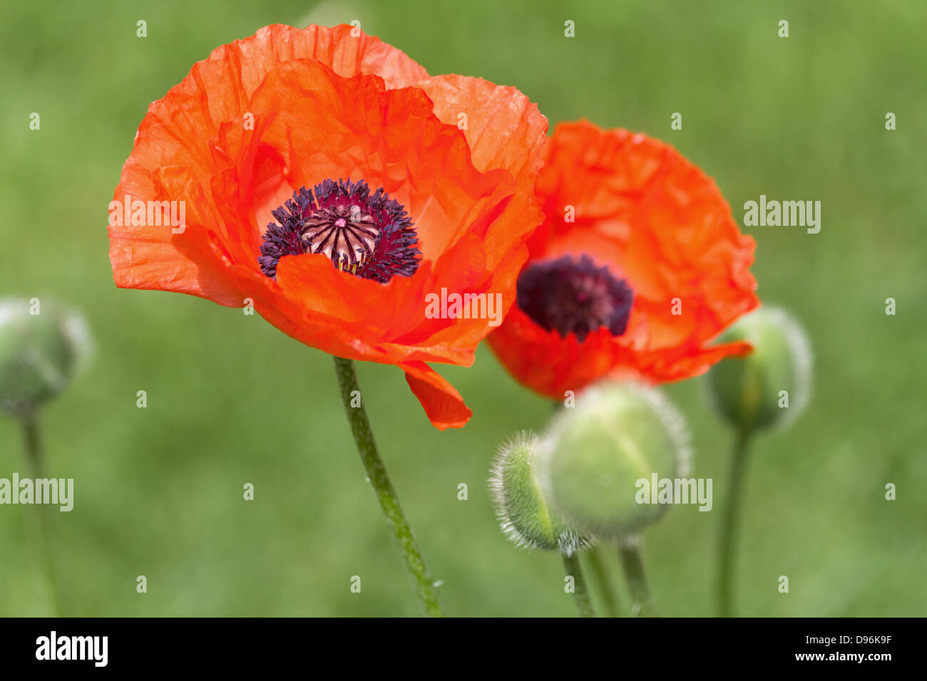 Red Poppy flower close up Stock Photo - Alamy