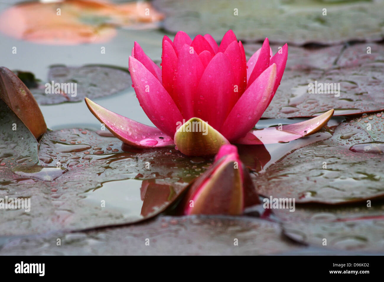 Waterlilies, pink Waterlily with open flower Stock Photo - Alamy