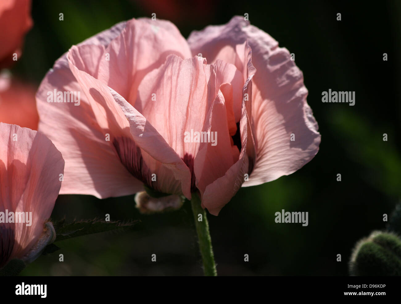 Poppy, Peachy/Pink Poppies in afternoon sunlight Stock Photo - Alamy