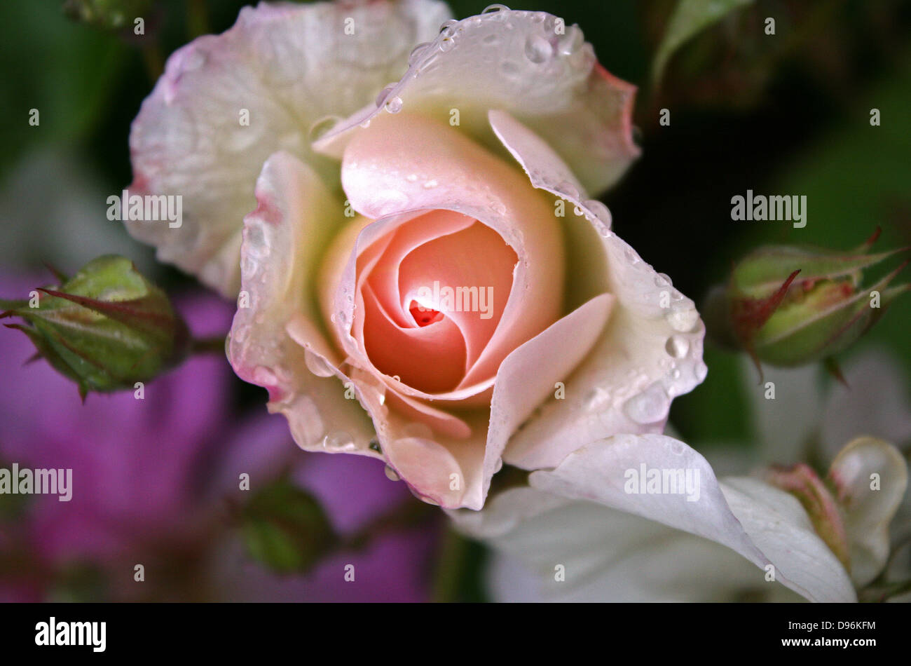 Pale pink rose hi-res stock photography and images - Alamy