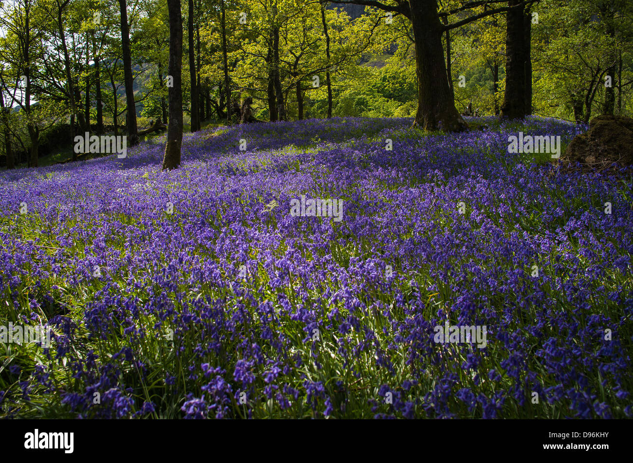 English wood flower hi-res stock photography and images - Alamy