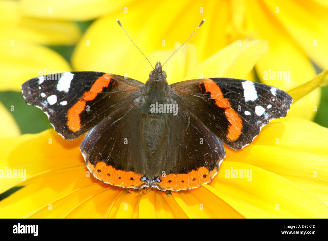 Rare moths hi-res stock photography and images - Alamy