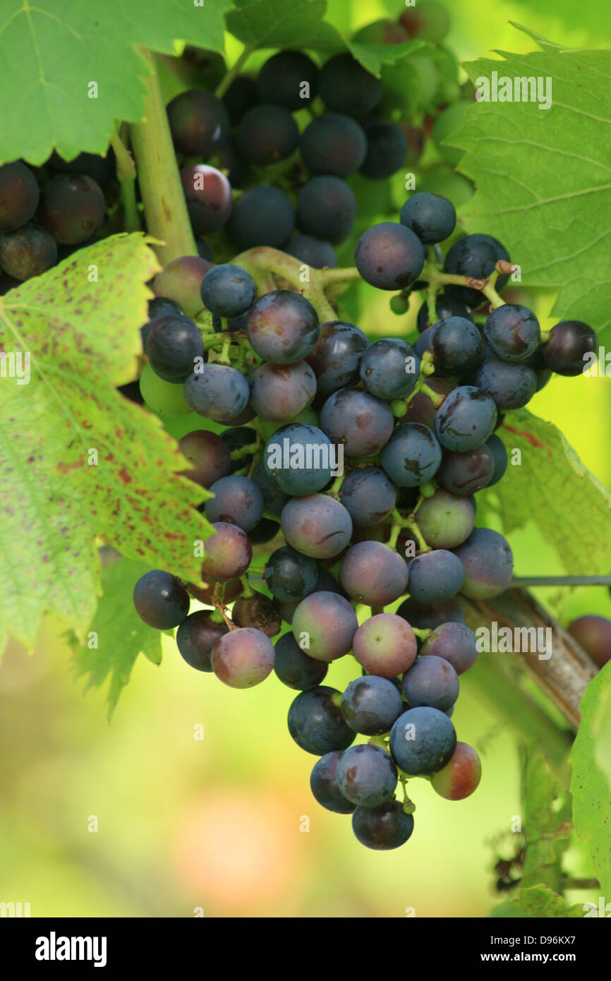 Plants of grape hi-res stock photography and images - Alamy