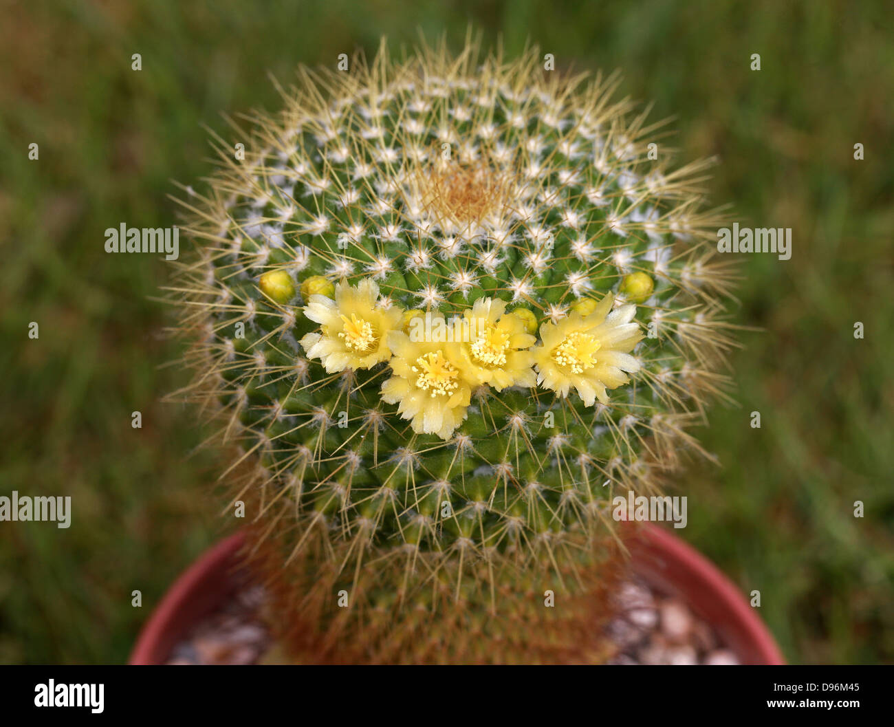 Cactus, Mammillaria marksiana, Cactaceae Stock Photo - Alamy
