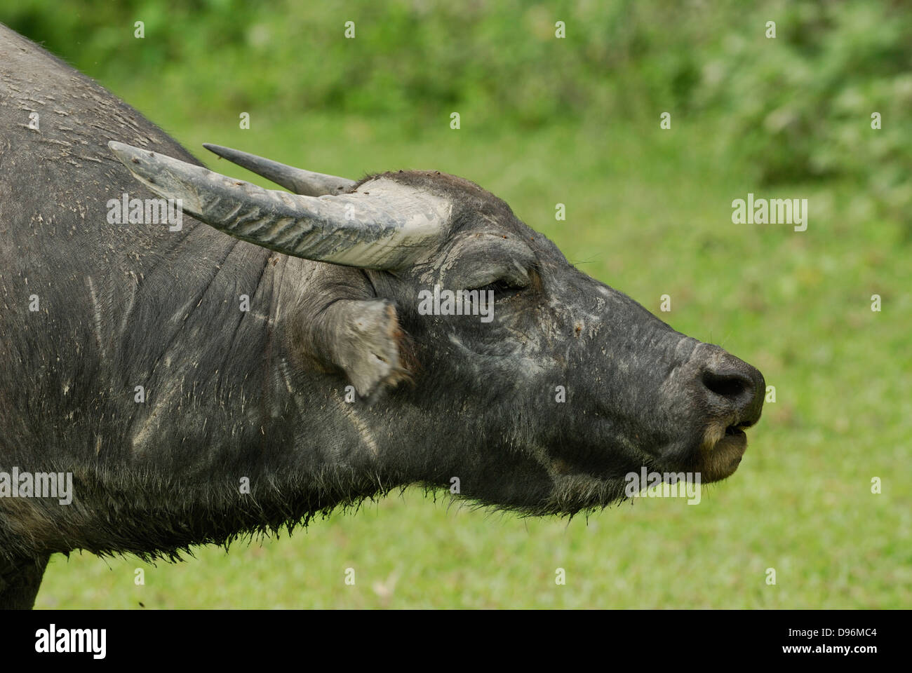 Buffalo china hi-res stock photography and images - Alamy